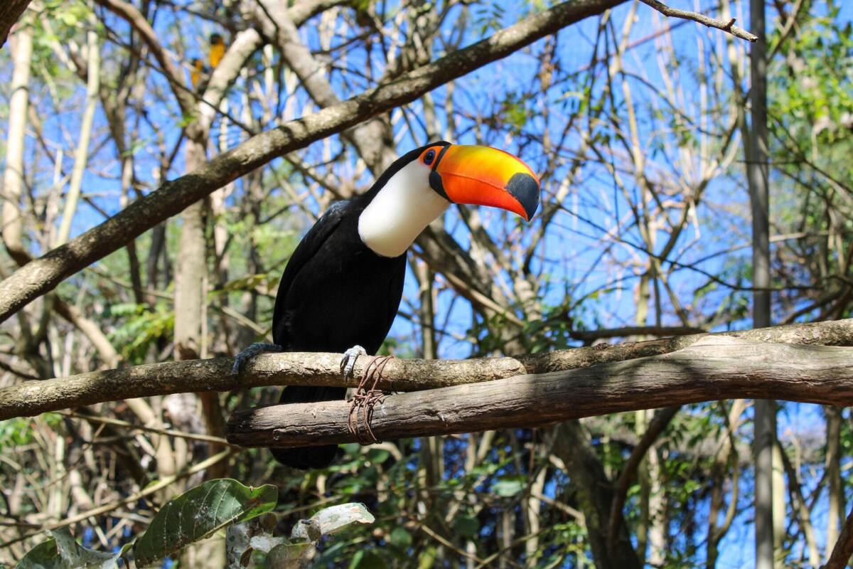 An honest tale about our Cumaru - Van den Berg Hardhout