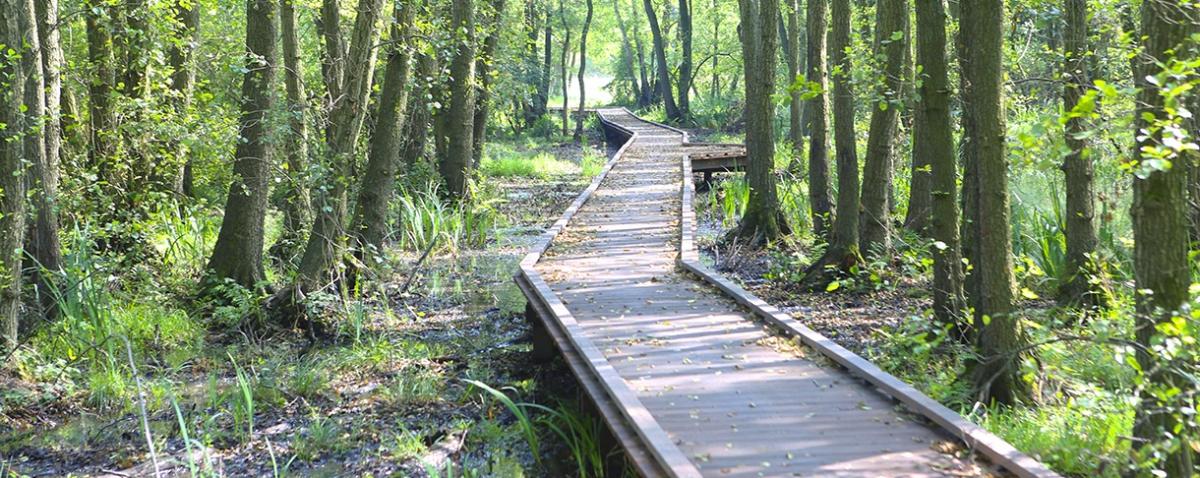 Forest trackway footbridge - Van den Berg Hardhout
